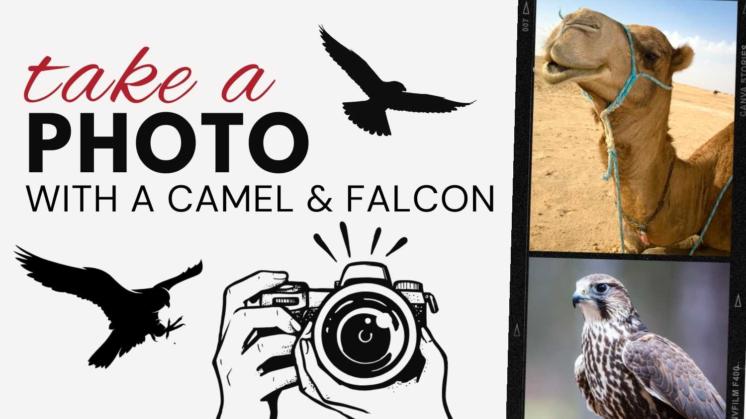 Take a Photo With a Camel & Falcon | Al Udeid